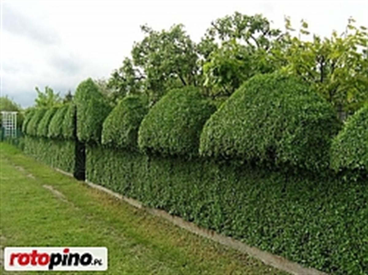 Die besten Rasenschere | rotopino.at